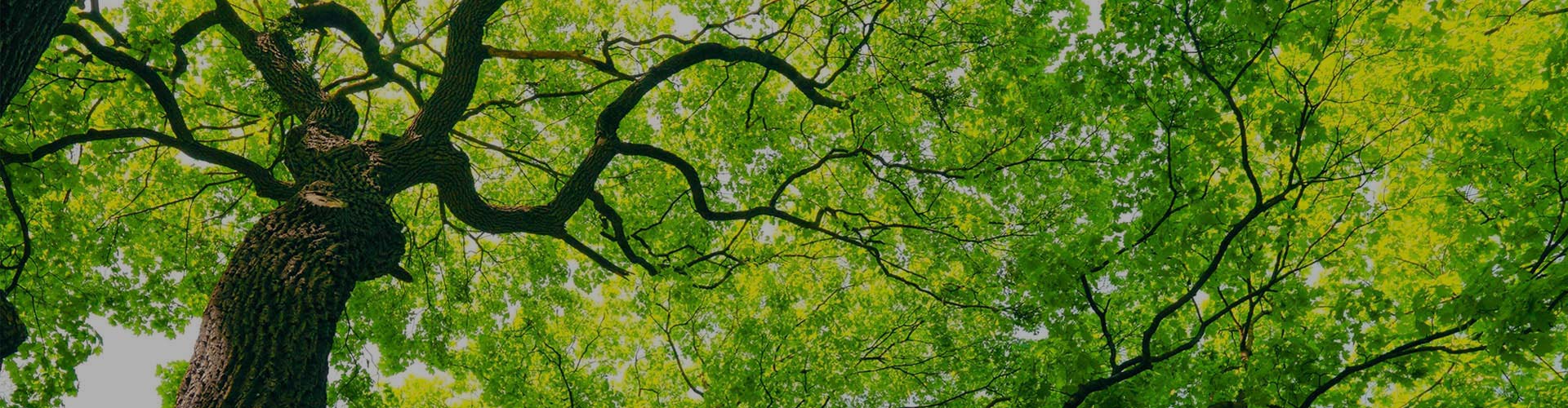 Tree Care Industry Information Resources for Arborists | Outside Careers